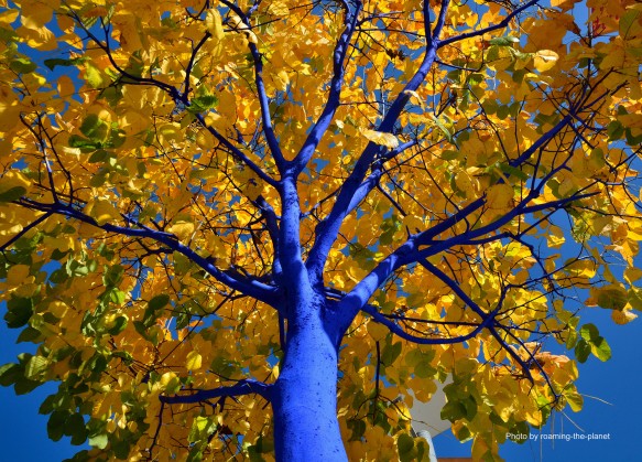 The Blue Trees Project Keeps Growing | Vancouver Biennale - Vancouver ...